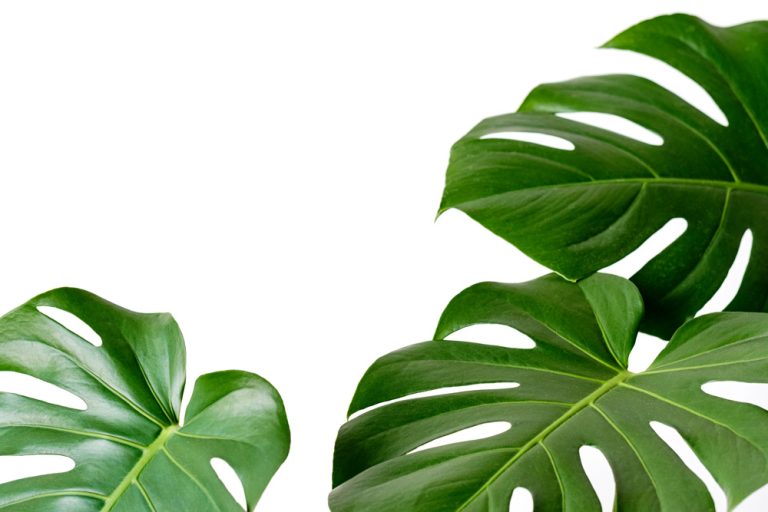 Monstera Compacta vs. Deliciosa (Key Similarities and Differences ...