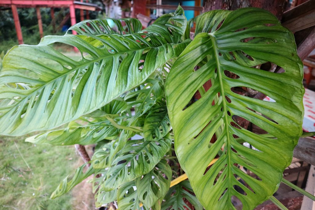 Monstera Friedrichsthalii vs. Obliqua (Key Differences and Similarities ...
