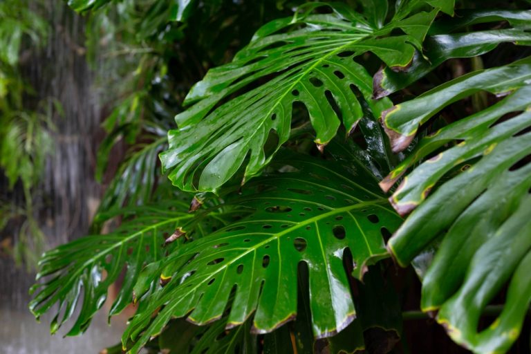 Where is the Monstera Plant From? Unraveling its Mysterious Origins ...