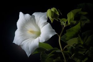 Moonflower Flower Meaning, Symbolism & Spiritual Significance - Foliage ...