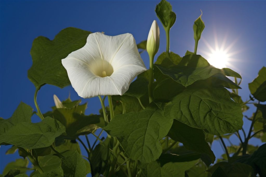 10 Flowers That Represent Elements: Power Of Nature - Foliage Friend ...