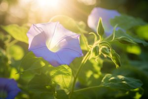 10 Flowers That Represent Justice: Blooms Of Fairness - Foliage Friend ...