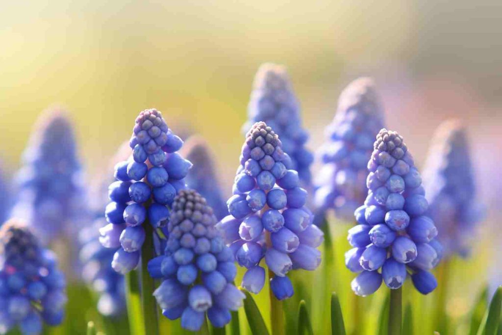 17 Flowers That Grow From Bulbs: Discover Beautiful Blooming Varieties ...