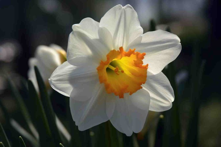 10 Flowers That Represent Silence: Peaceful Blooms - Foliage Friend ...