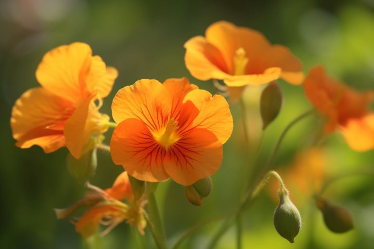 10 Flowers That Represent Safety: Floral Guardians - Foliage Friend ...