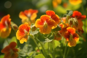 10 Flowers That Represent Intelligence: Blooms Of Wisdom - Foliage ...