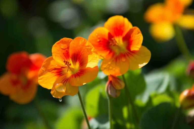 10 Flowers that Grow Fast: Speedy Bloomers to Beautify Your Garden ...