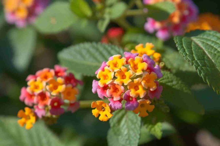 35 Flowers That Grow in Florida: A Comprehensive Guide to Stunning ...