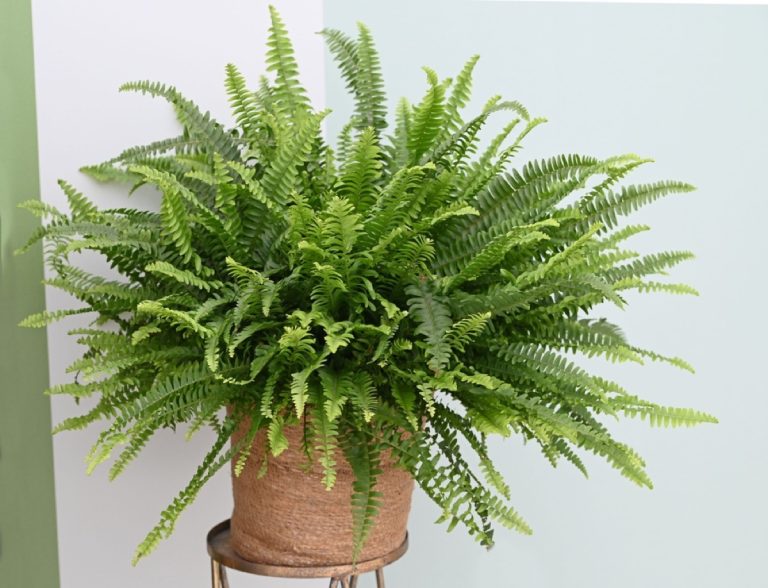 Boston Fern Types: A Comprehensive Guide to Varieties - Foliage Friend ...