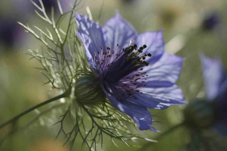 10 Flowers That Represent Curiosity: Inquisitive Petals - Foliage ...