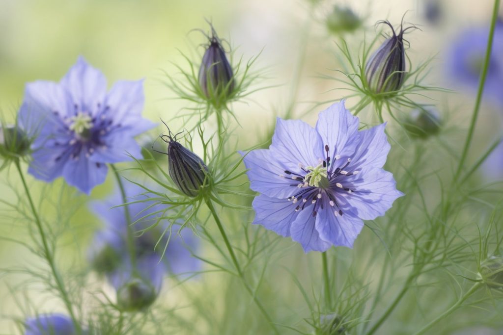 10 Flowers That Represent Justice: Blooms Of Fairness - Foliage Friend ...