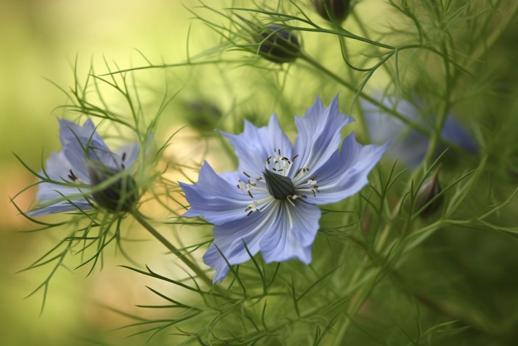 10 Flowers That Represent Determination: Unstoppable Blooms - Foliage ...