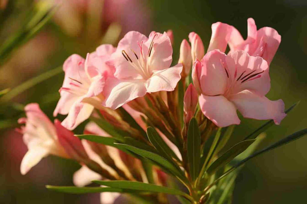 20 Flowers That Grow in Arizona: Beautiful Blooms to Discover in the ...