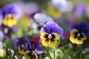 10 Flowers That Represent Justice: Blooms Of Fairness - Foliage Friend ...