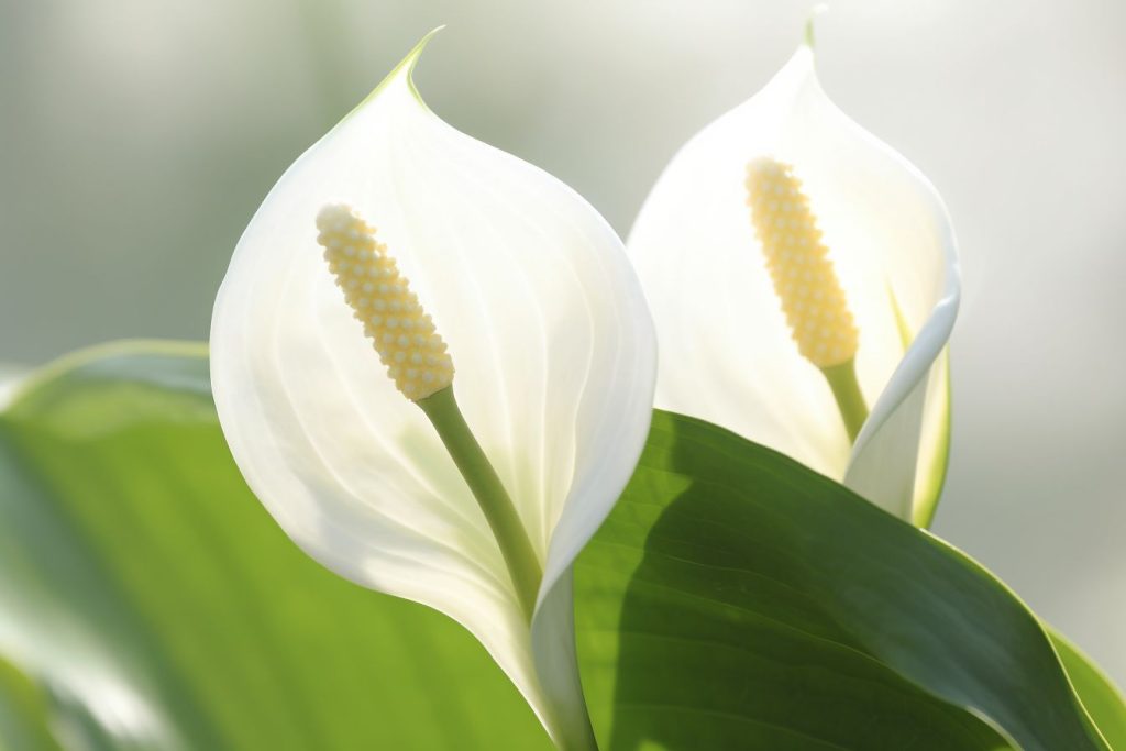 10 Flowers That Represent Peace: Blooms Of Serenity - Foliage Friend ...