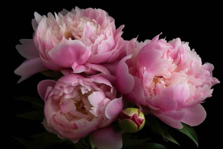 10 Flowers That Represent Women: The Feminine Side - Foliage Friend ...