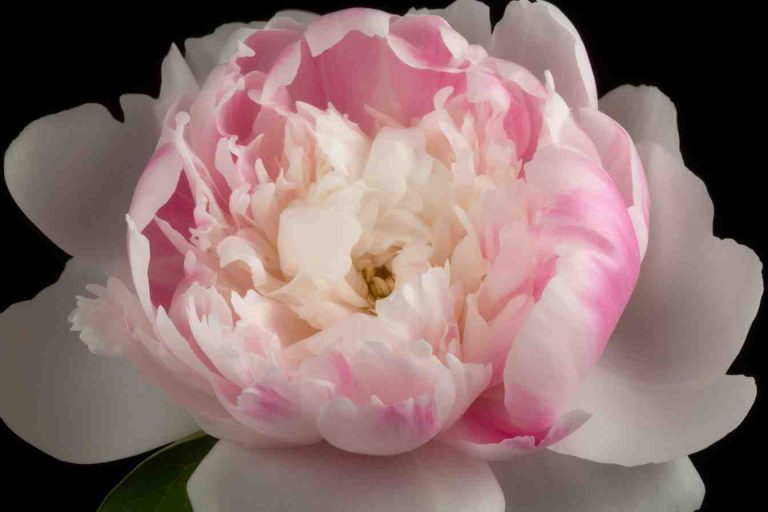 10 Flowers That Represent Reliability: Blossoms You Can Count On ...