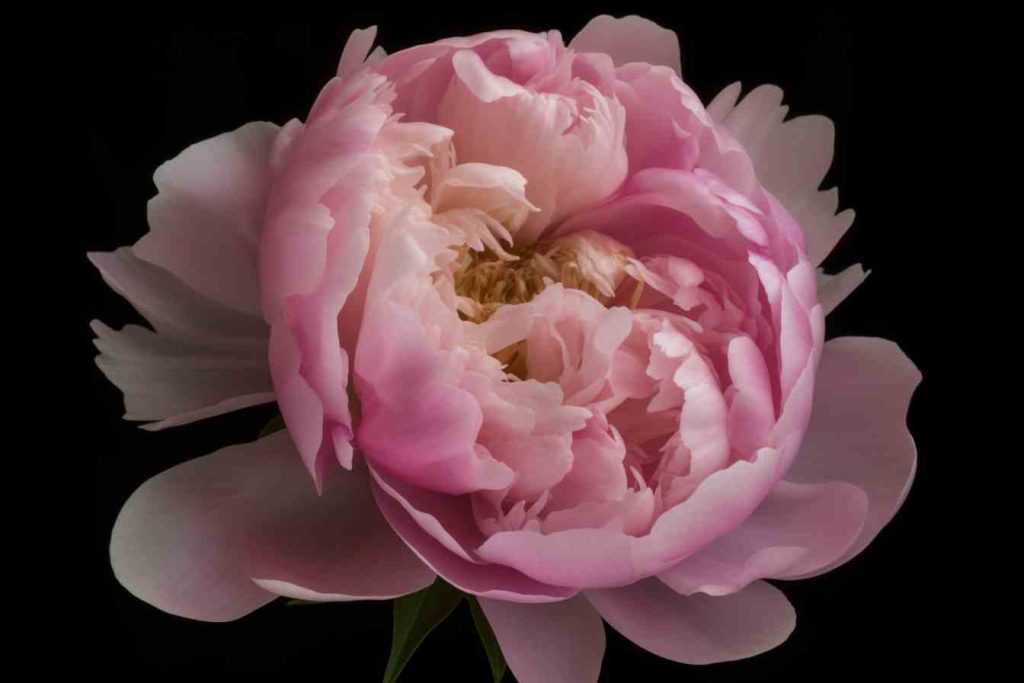 10 Flowers That Represent Gentleness: Tender Blooms - Foliage Friend ...