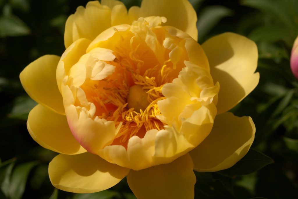 10 Flowers That Represent The Month Of June: The Beauty Of Summer ...