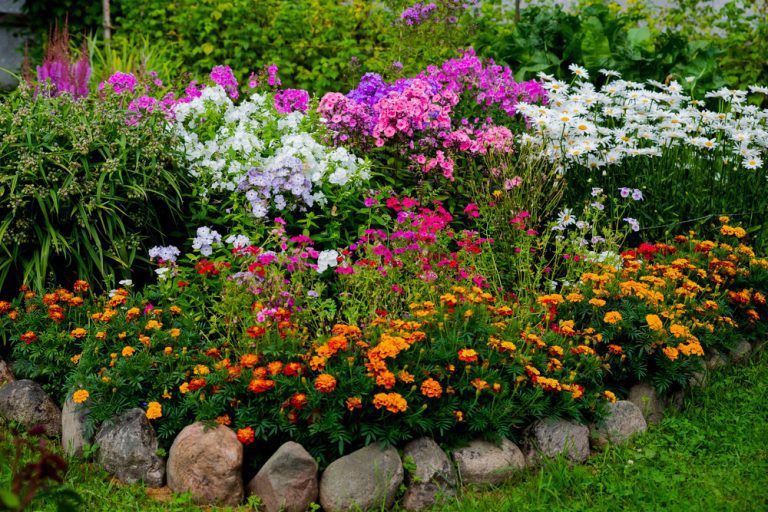35 Flowers That Grow All Year Round: Your Ultimate Guide to Blooming ...