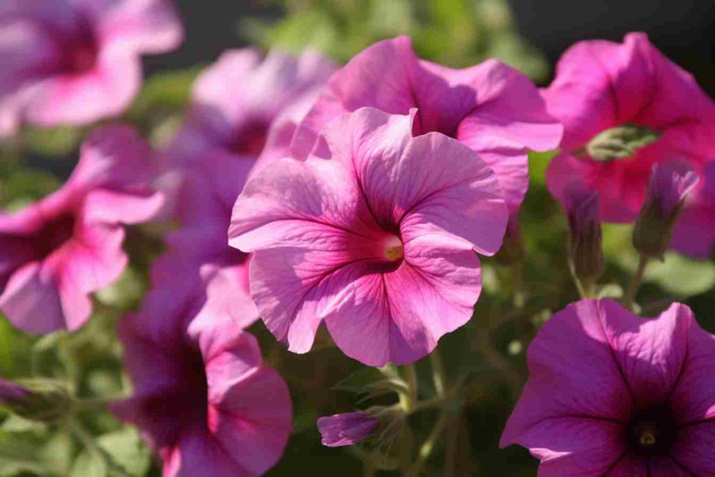 29 Flowers That Grow in Full Sun: Discover Vibrant, Sun-Loving Beauties ...
