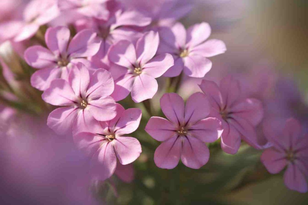 10 Flowers that Grow Fast: Speedy Bloomers to Beautify Your Garden ...