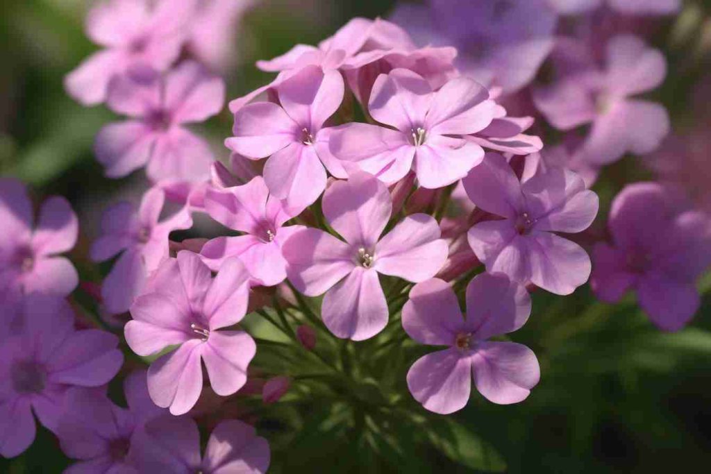 24 Flowers That Grow in Spring: Stunning Blooms to Brighten Your Garden ...