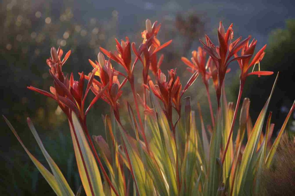 42 Flowers That Grow on Rocks: Discover Remarkable Species for Rock ...