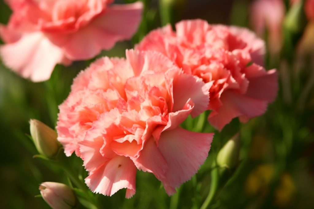 10 Flowers That Represent Trust: Blooms Of Belief - Foliage Friend ...