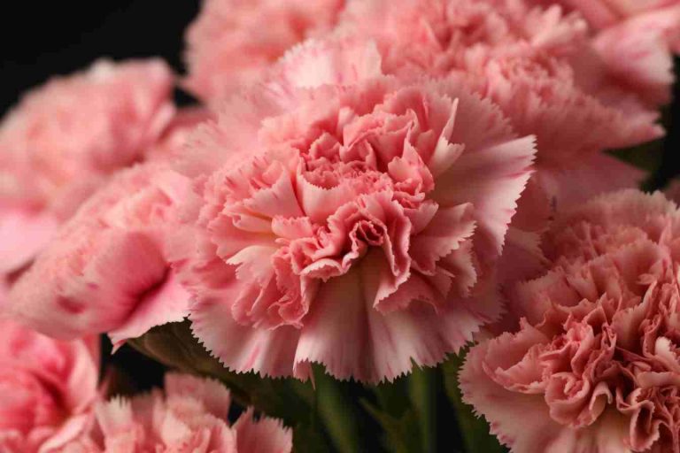 10 Flowers That Represent Courtesy: Bloom With Grace And Manners ...