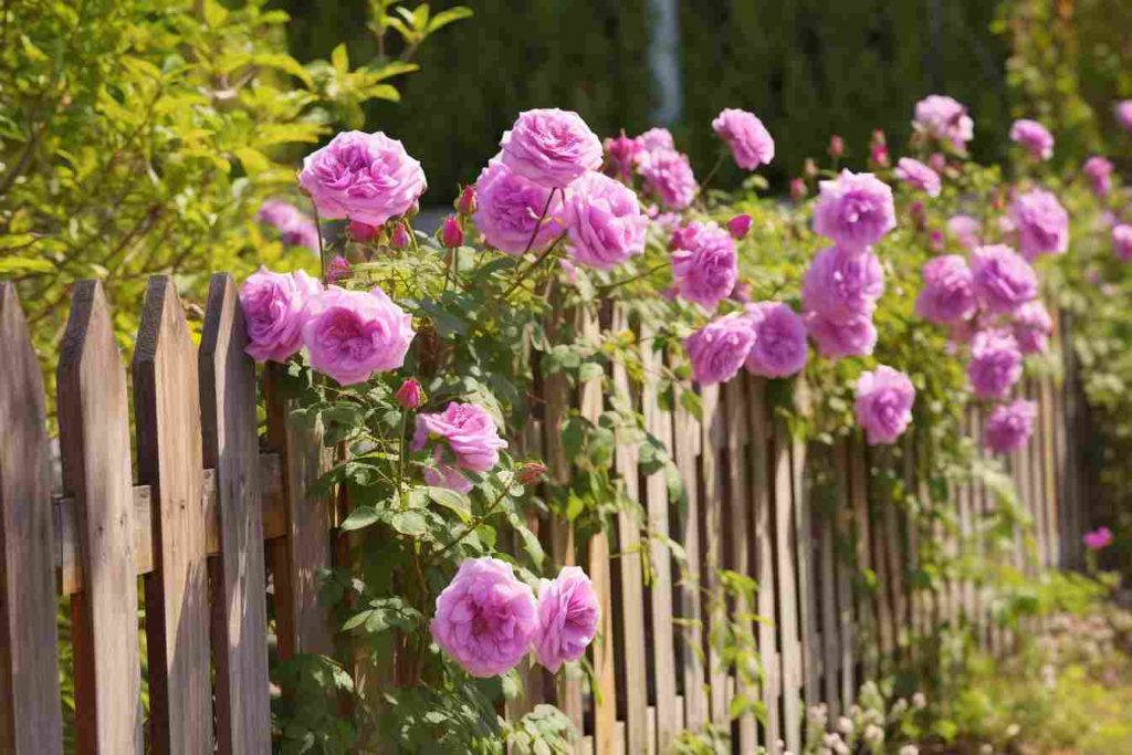 10 Fence Line Flower Bed Ideas for a Thriving Backyard - Foliage Friend ...