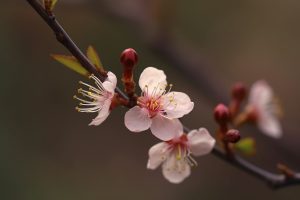 10 Japanese Flowers That Represent Friendship: Symbolic Blossoms ...