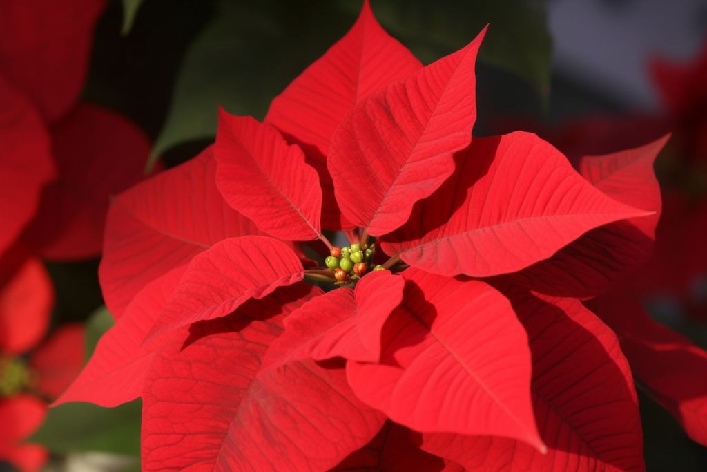 10 Flowers That Represent Christmas: Festive Blooms - Foliage Friend ...