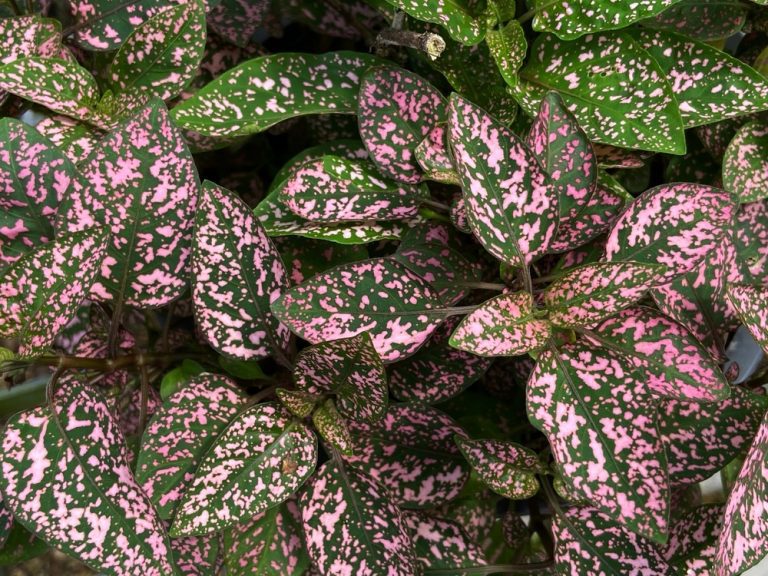 30 Flowers That Grow Best in Shade: A Blooming Guide for Shady Spaces ...