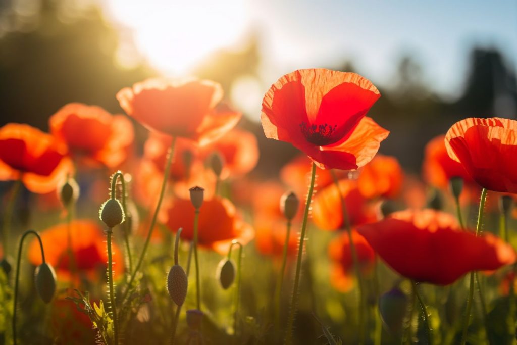 10 Flowers That Represent Chaos: Blooms Of Disorder - Foliage Friend ...