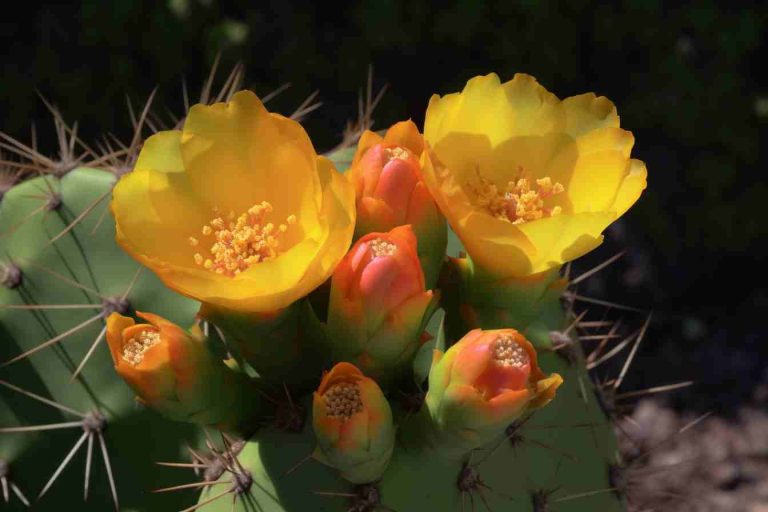 38 Flowers That Grow in the Desert: Discover Remarkable Desert Blooms ...