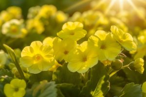 10 Flowers That Represent Gods: Mythical Blooms - Foliage Friend ...