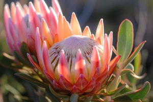 10 Flowers That Represent Masculinity: Male Representation In Flora ...