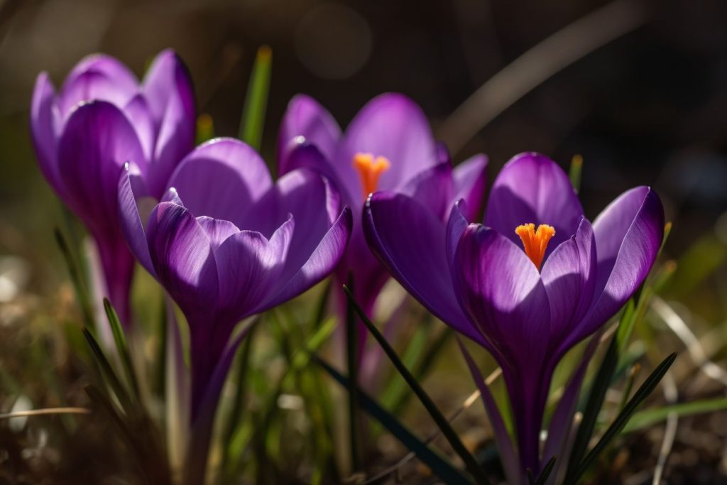 10 Flowers That Represent Equality: Blooms Of Inclusivity - Foliage ...