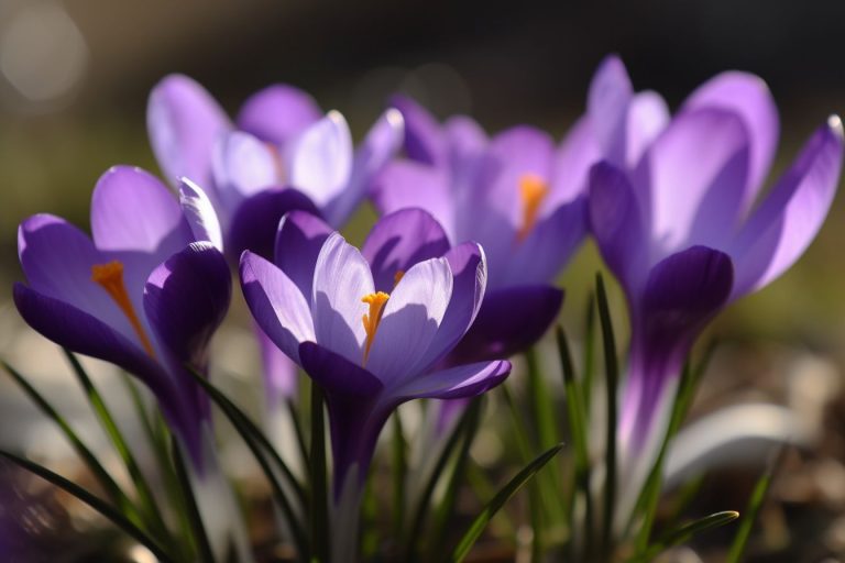 10 Flowers That Represent Money: Blooms Of Prosperity - Foliage Friend ...