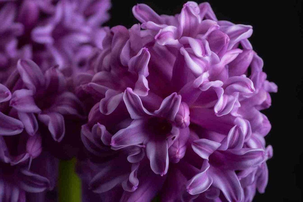 10 Flowers That Represent Thankfulness: Blooms Of Appreciation ...