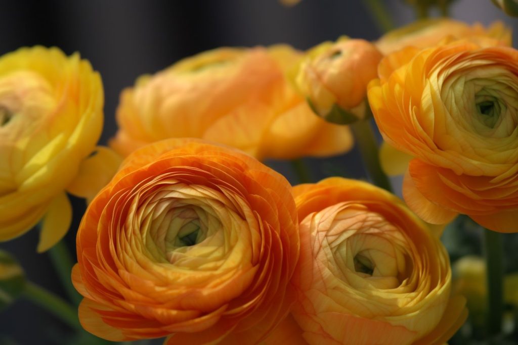 Ranunculus Flower Meaning, Symbolism & Spiritual Significance - Foliage ...