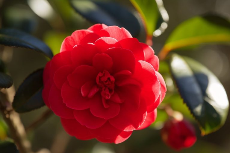 10 Flowers That Represent Regret: Blooms Of Remorse - Foliage Friend ...