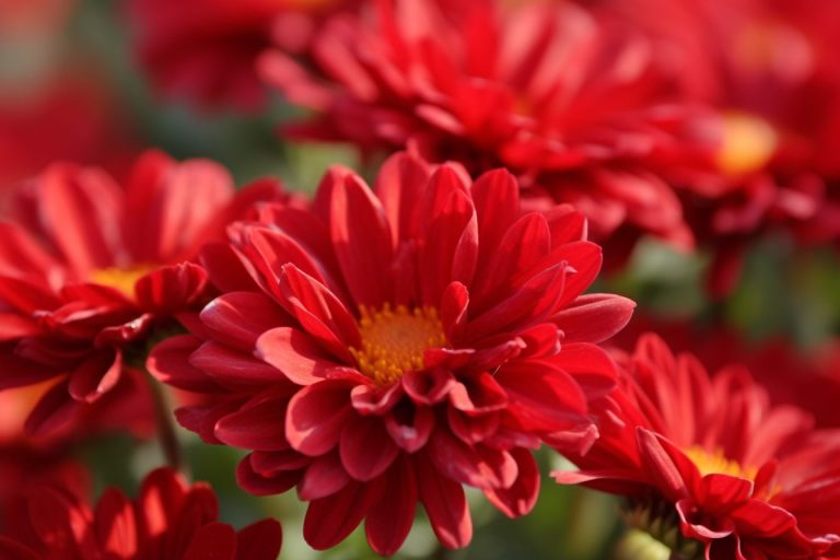 10 Flowers That Represent Secret Love: Hidden Affections - Foliage ...