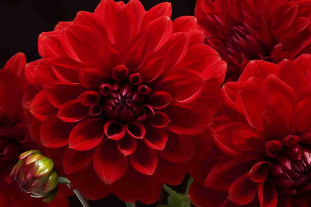 10 Flowers That Represent Blood: From Red Roses To Lillies - Foliage ...