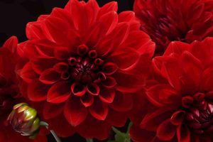 10 Flowers That Represent Blood: From Red Roses To Lillies - Foliage ...