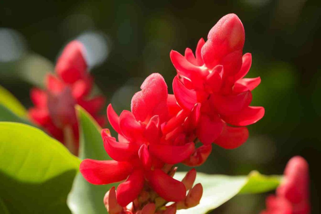 24 Flowers That Grow in Hawaii: A Blooming Guide to Vibrant Hawaiian ...