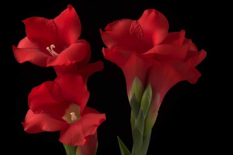 10 Flowers That Represent Blood: From Red Roses To Lillies - Foliage ...