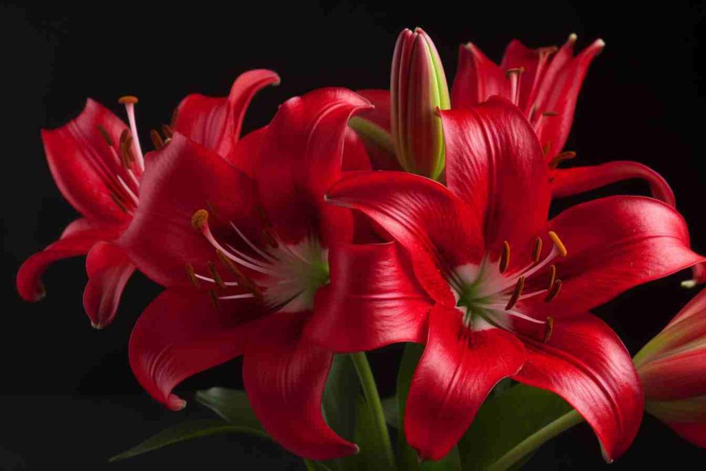10 Flowers That Represent Blood: From Red Roses To Lillies - Foliage ...