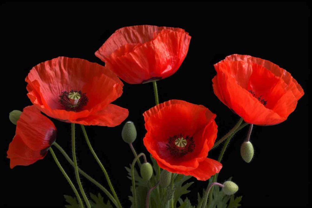10 Flowers That Represent Blood: From Red Roses To Lillies - Foliage ...